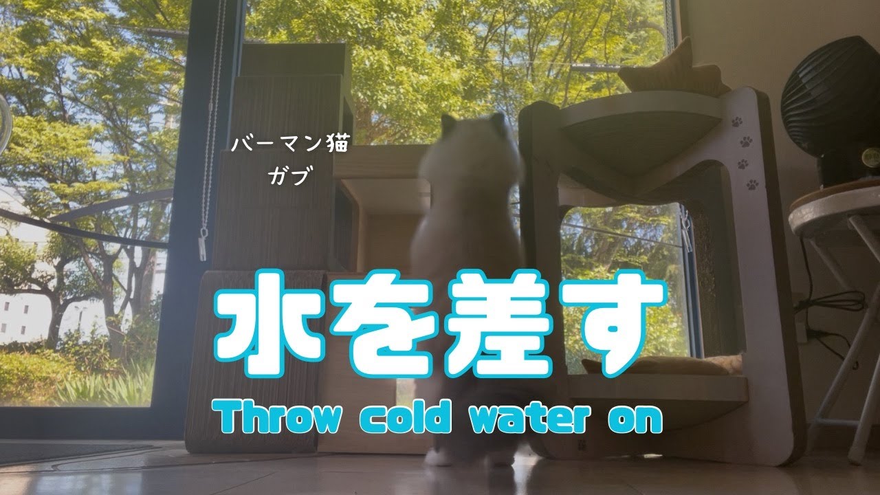 バーマン猫ラフ【水を差す】Throw cold water on（バーマン猫）Birman/Cat - WACOCA PETS