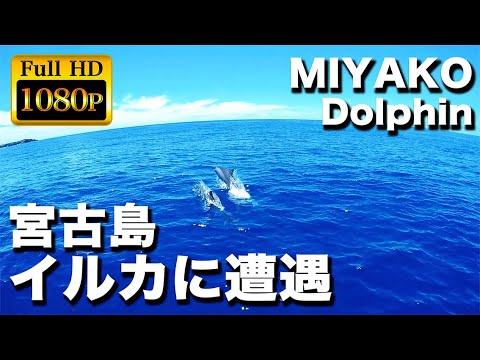 夏の宮古島 下地島沖合で野生のイルカに出会う｜Met a wild dolphin in Miyako Island - WACOCA TOURS