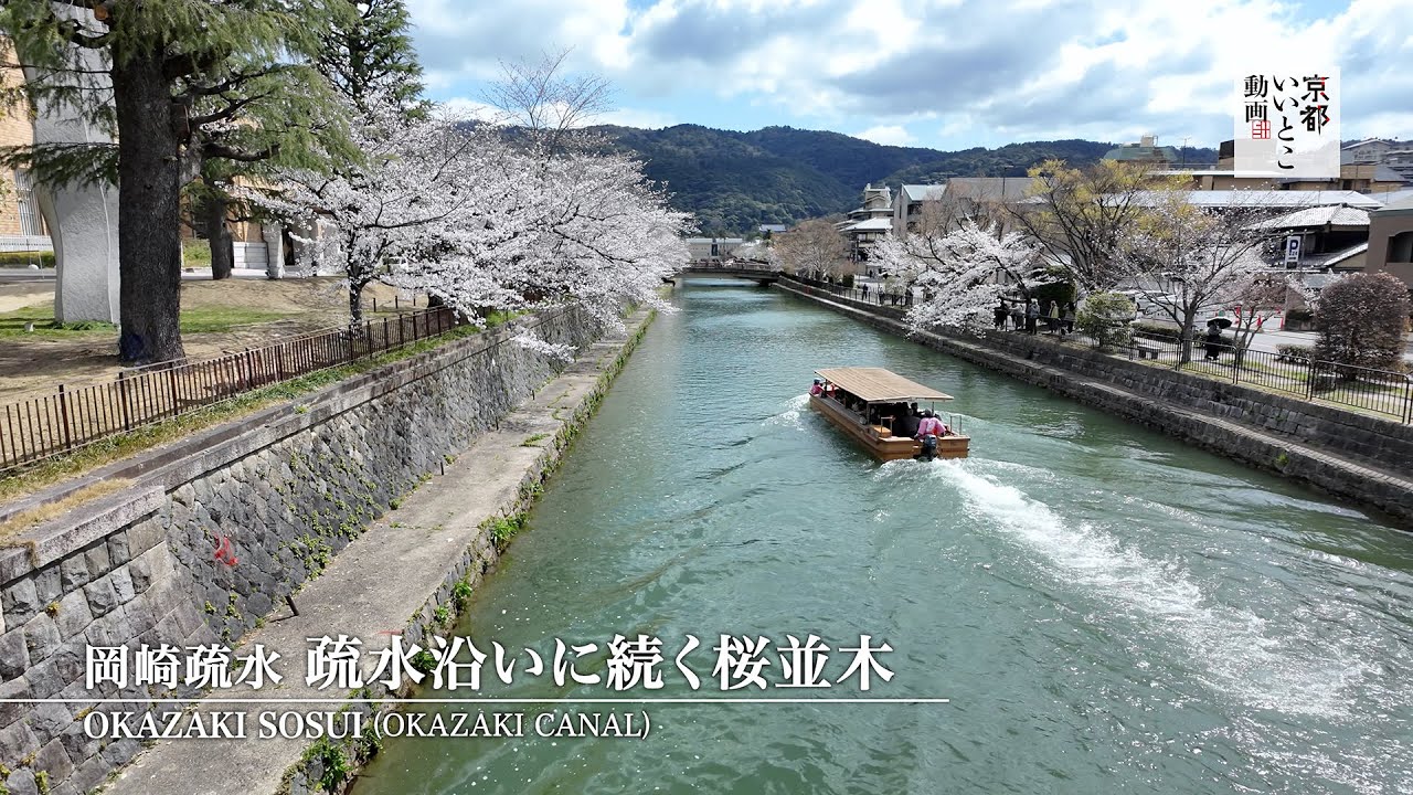 岡崎疏水 疏水沿いに続く桜並木 / Okazaki Sosui (Okazaki Canal) / 京都いいとこ動画 - WACOCA TOURS