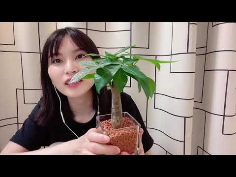 2022 07 30 ⑤ 23:32~ 福岡聖菜, Seina Fukuoka [Showroom選抜] - WACOCA VIDEOS