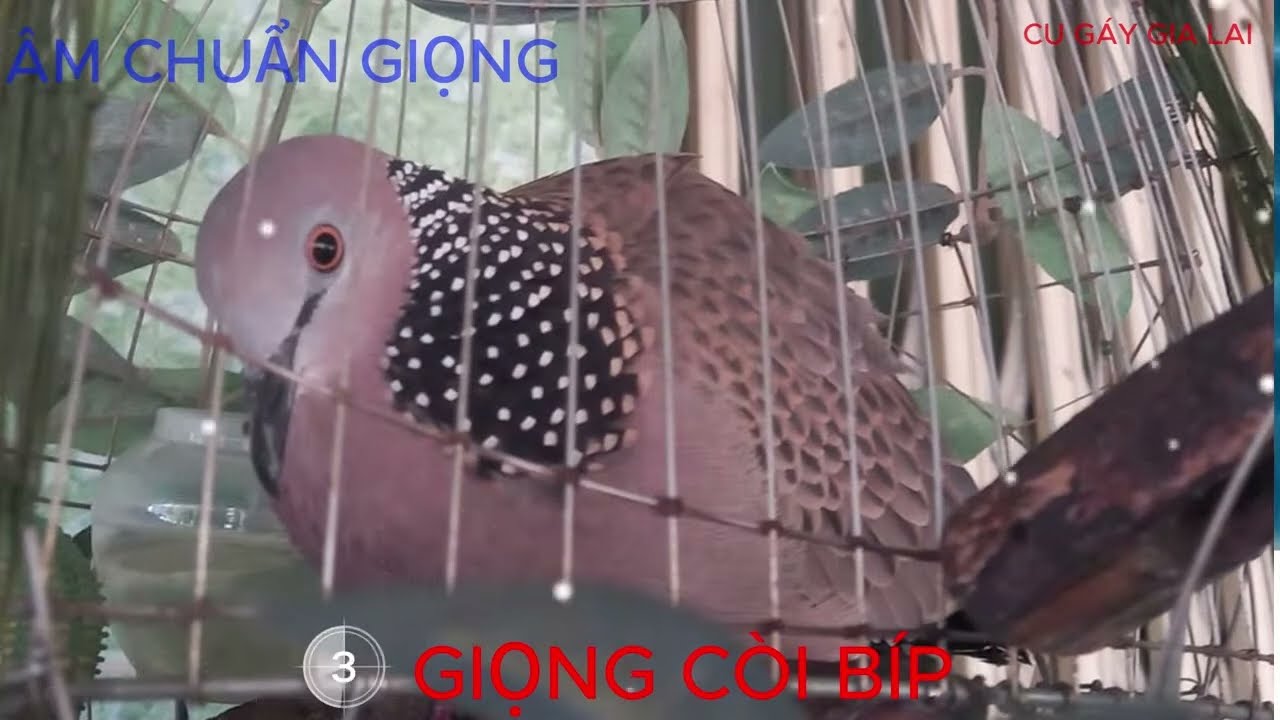 CHIM CU GÁY MỒI CÂY, HÀNG CÙI CHƠI ĐƯỢC | TẬP LỰC MỒI CÂY - WACOCA